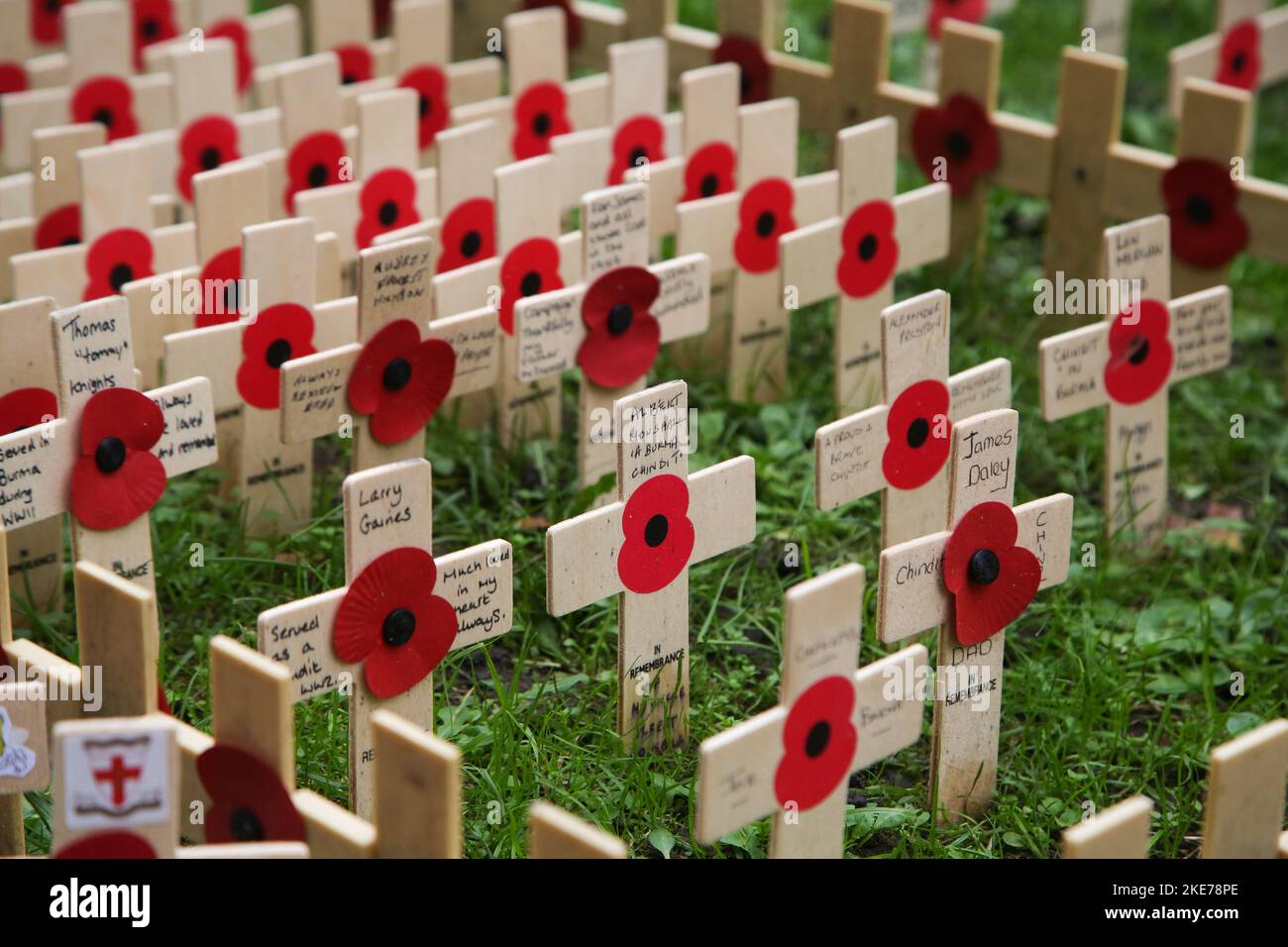 Crosses with poppies laid by Poppy Factory at the Field of Remembrance ...