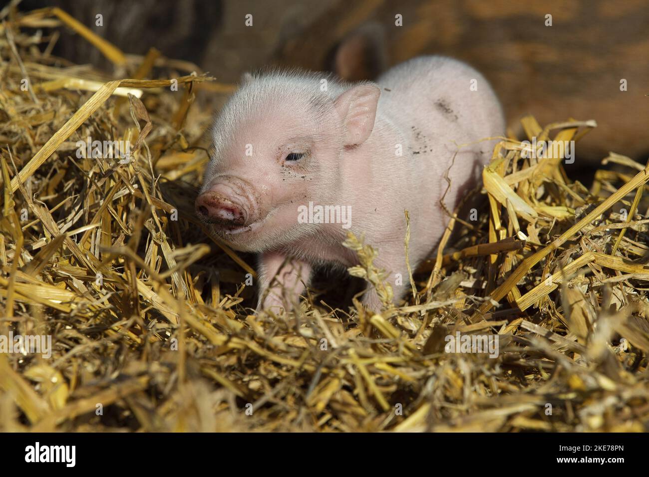 Mini pig piglet hi-res stock photography and images - Alamy