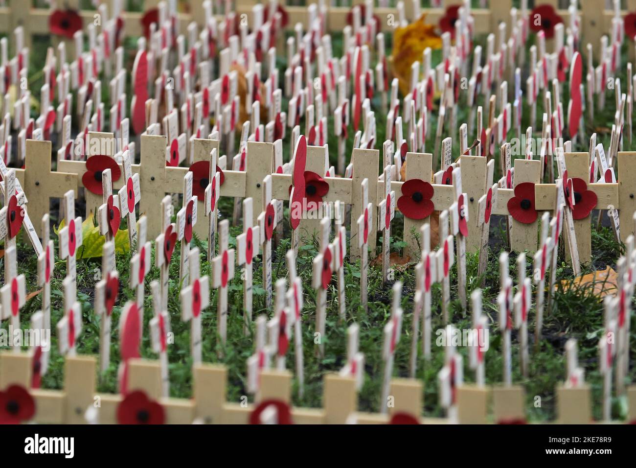 Crosses with poppies laid by Poppy Factory at the Field of Remembrance ...