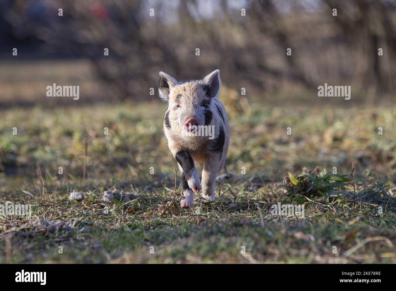 Mini pig piglet Stock Photo - Alamy