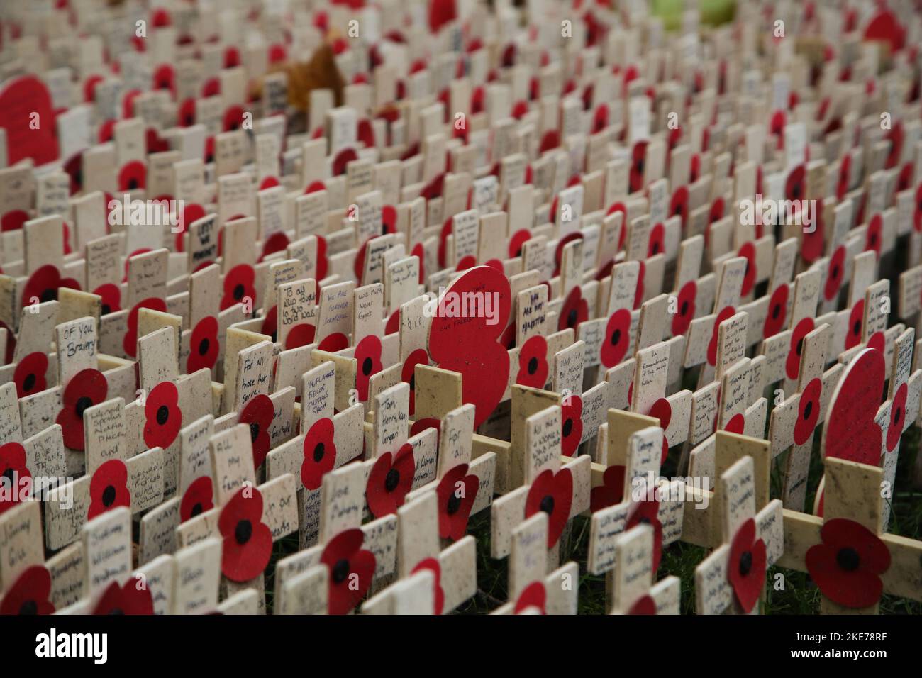Crosses with poppies laid by Poppy Factory at the Field of Remembrance ...