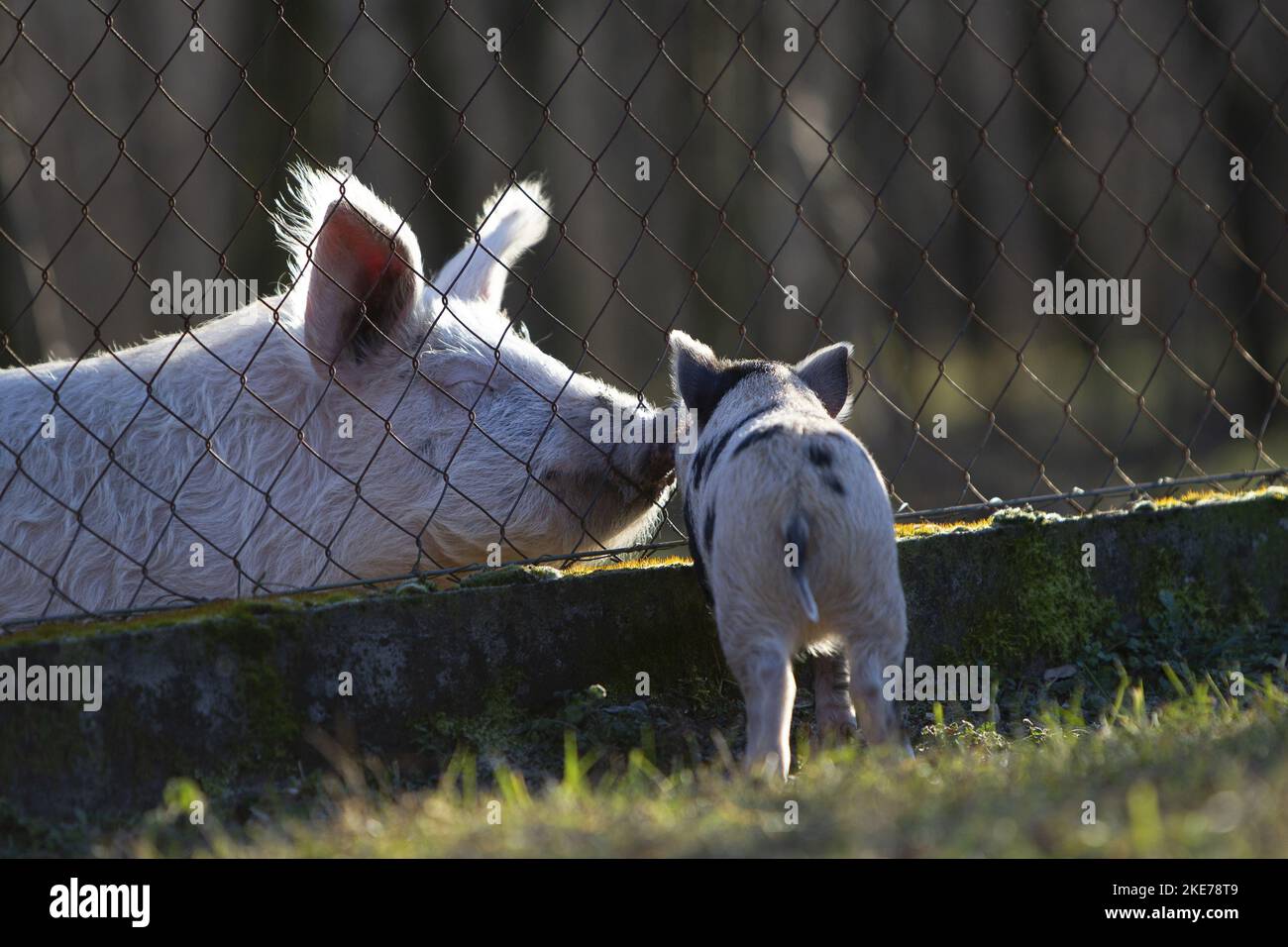 Mini cyclone hi-res stock photography and images - Alamy