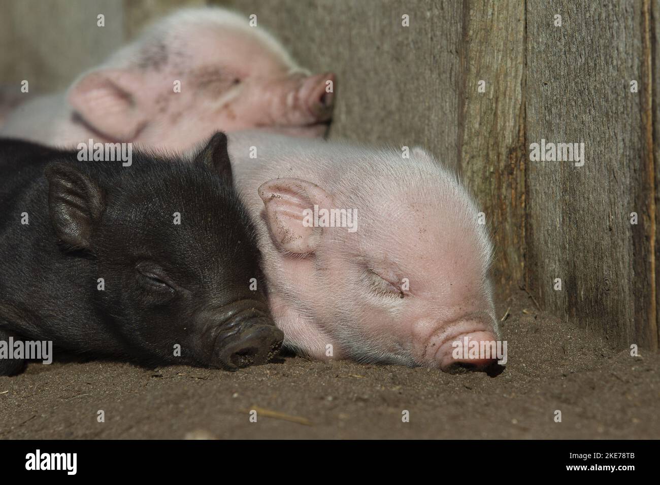 Mini pig piglet Stock Photo - Alamy