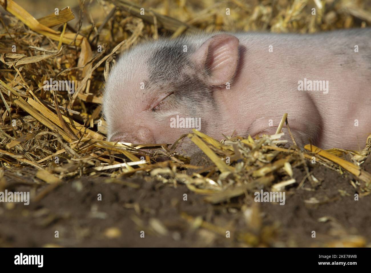 Mini pig piglet Stock Photo - Alamy
