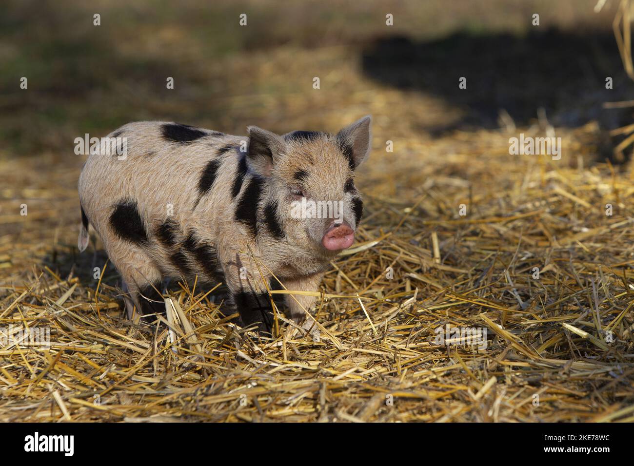 Mini pig piglet Stock Photo - Alamy