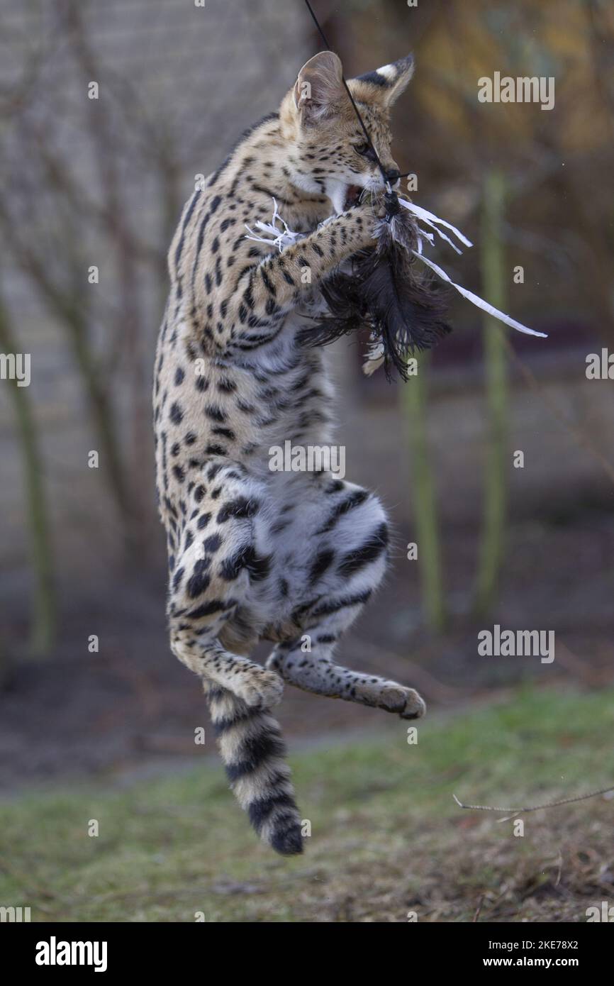 Serval cat jumping prey hi-res stock photography and images - Alamy