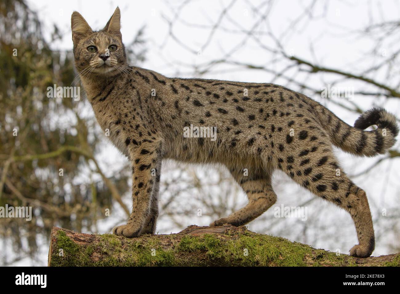 Serval cat tree hi-res stock photography and images - Alamy