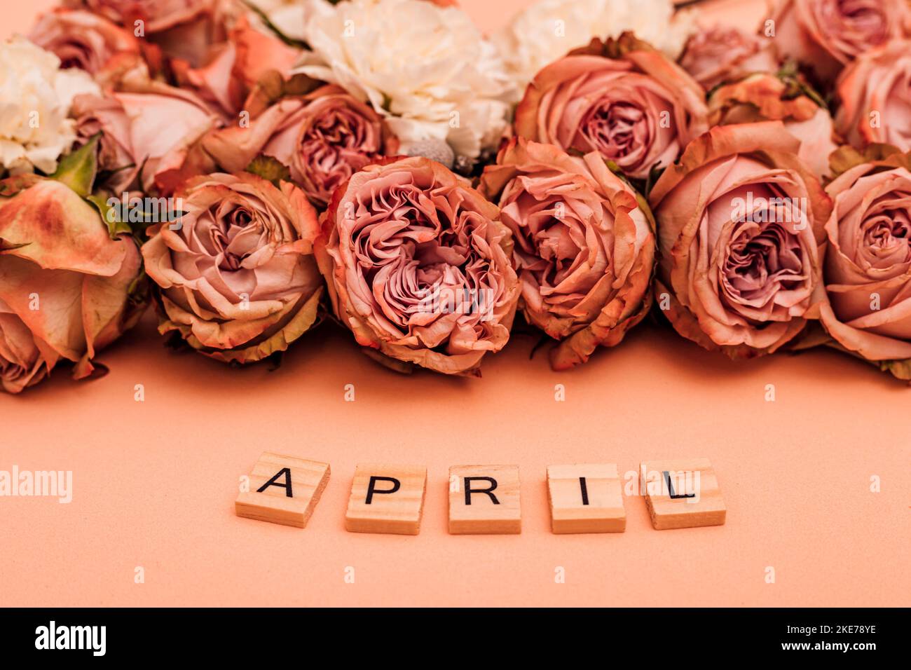 Orange roses are laid out on a monochromatic background. Spring april ...