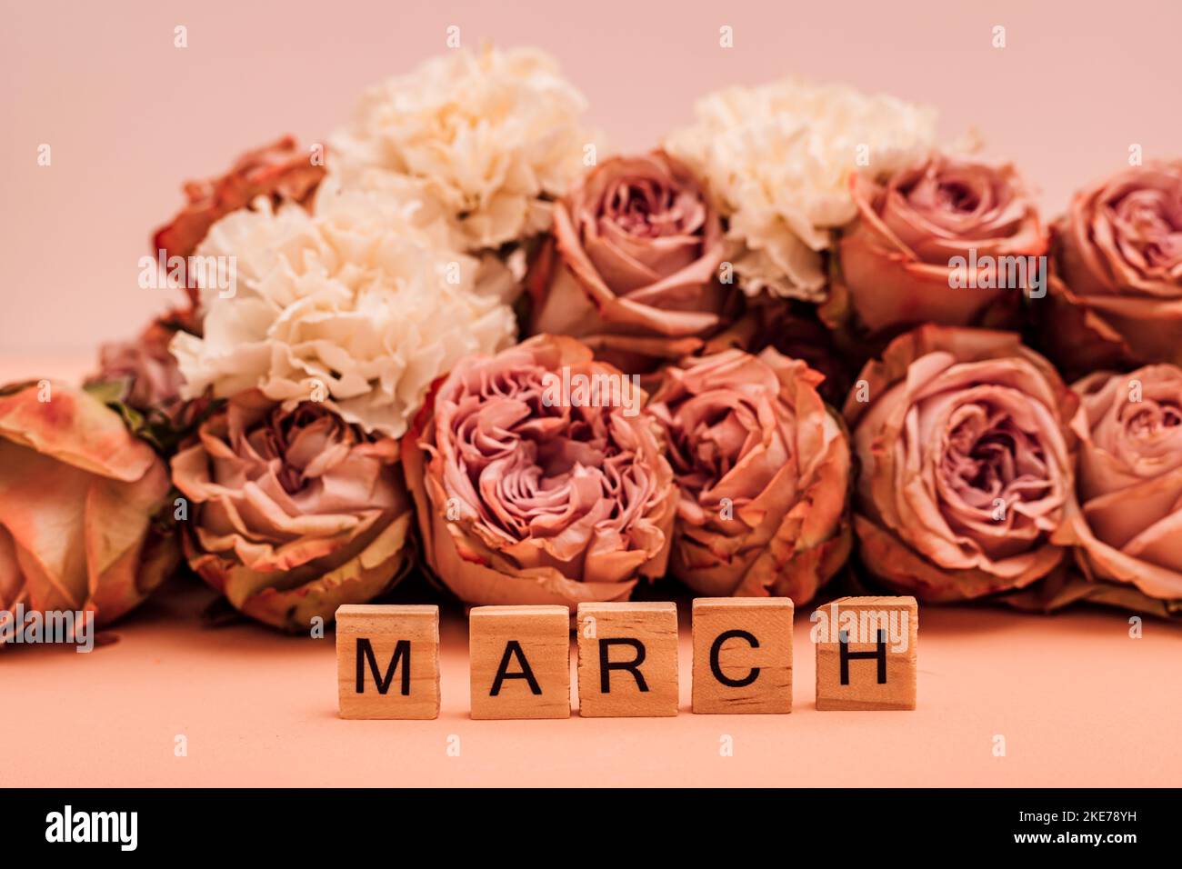 Orange roses are laid out on a monochromatic background. Spring march ...