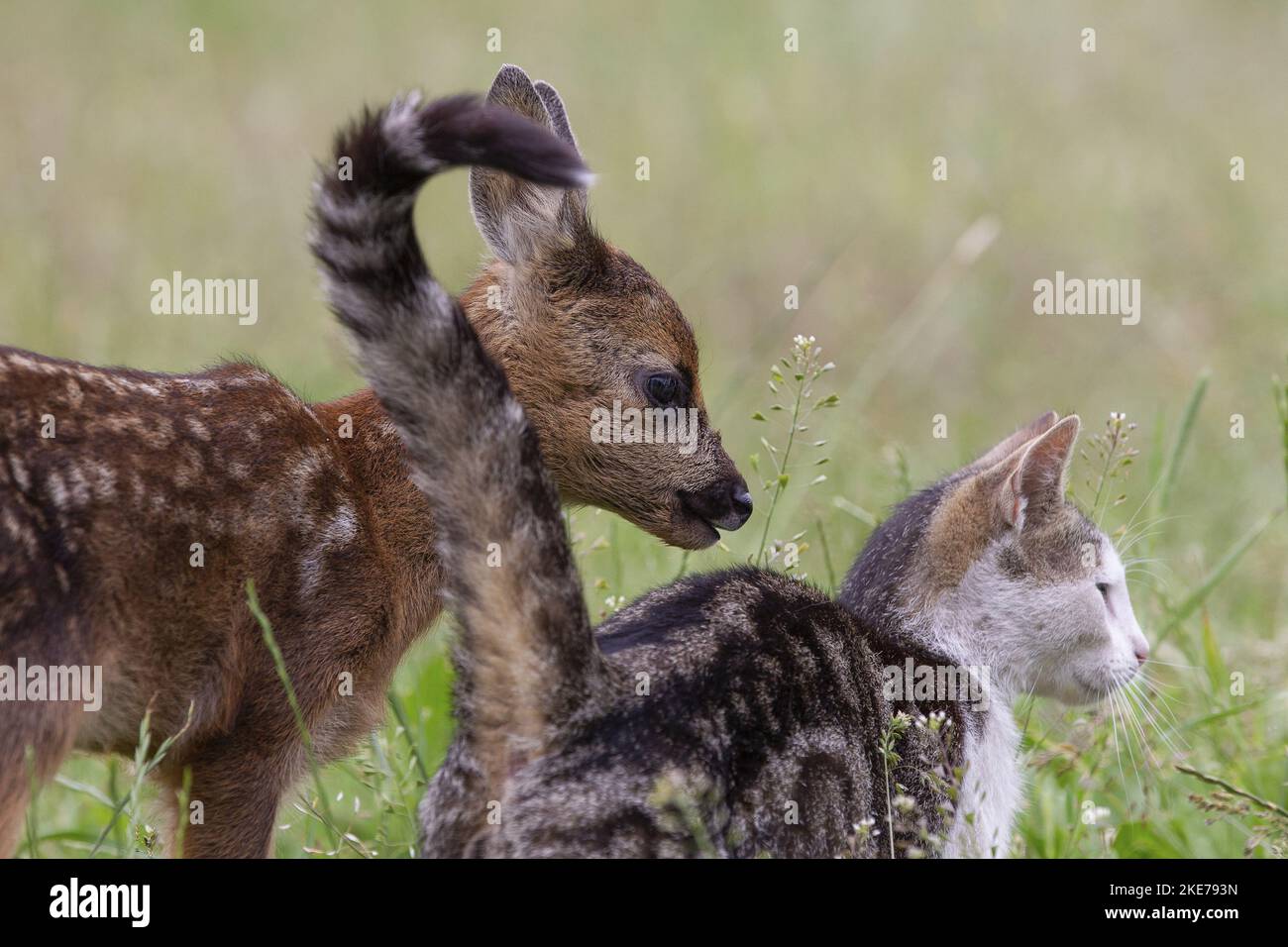 Side profile of fawn hi-res stock photography and images - Alamy