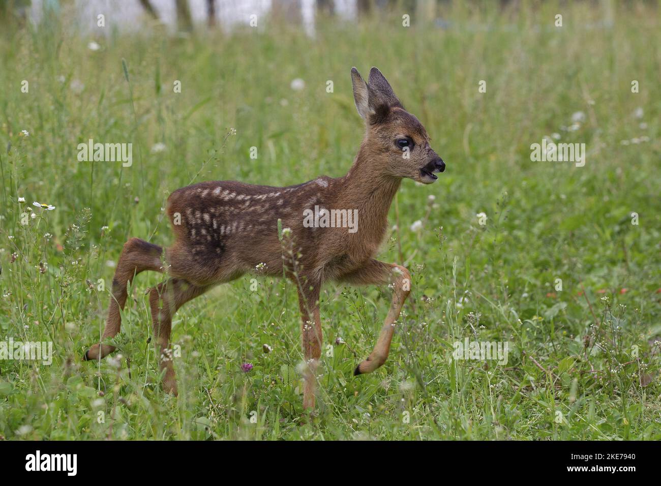 Fawns running hi-res stock photography and images - Alamy