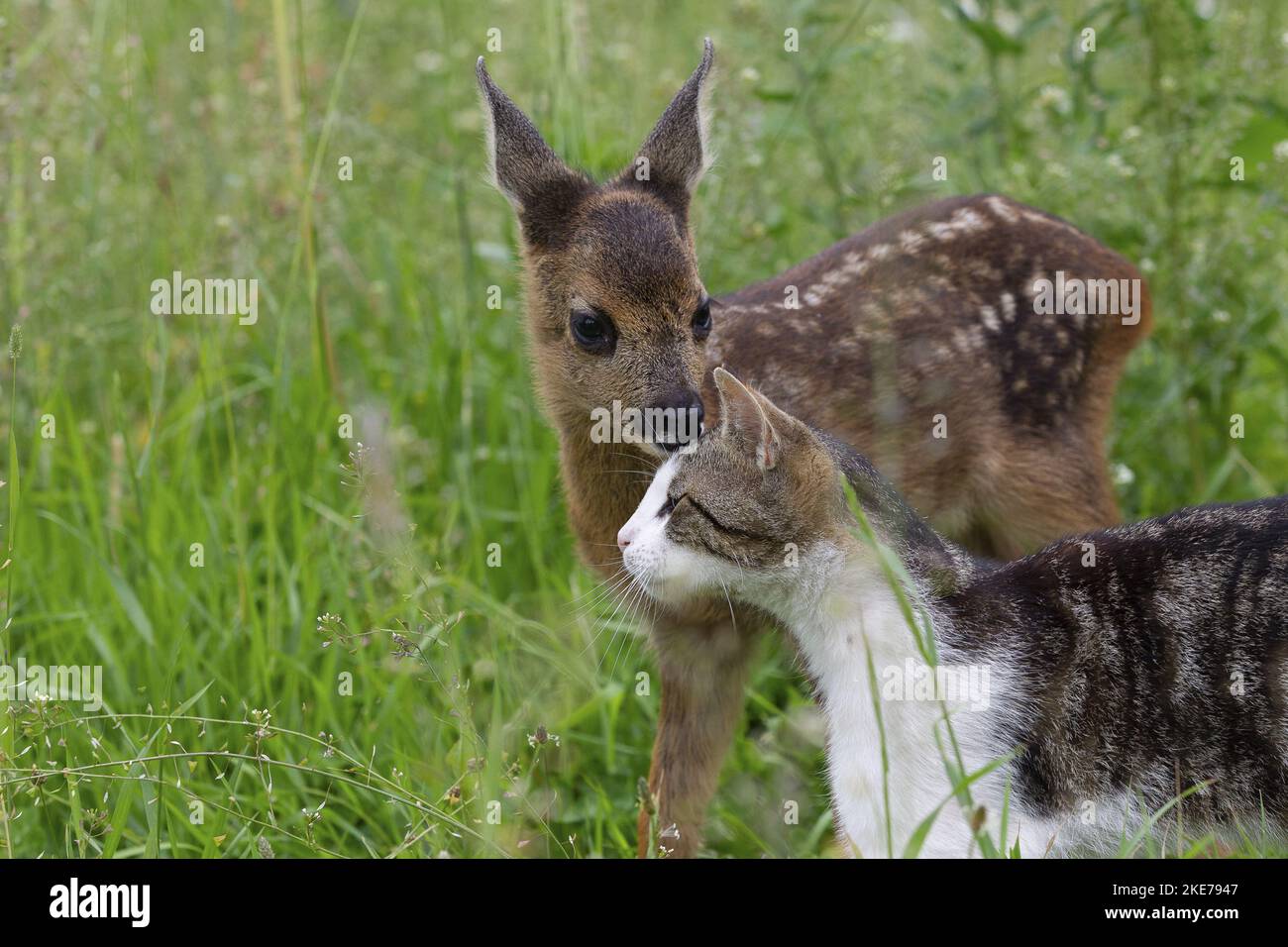 Deer sniffing wild cat hi-res stock photography and images - Alamy