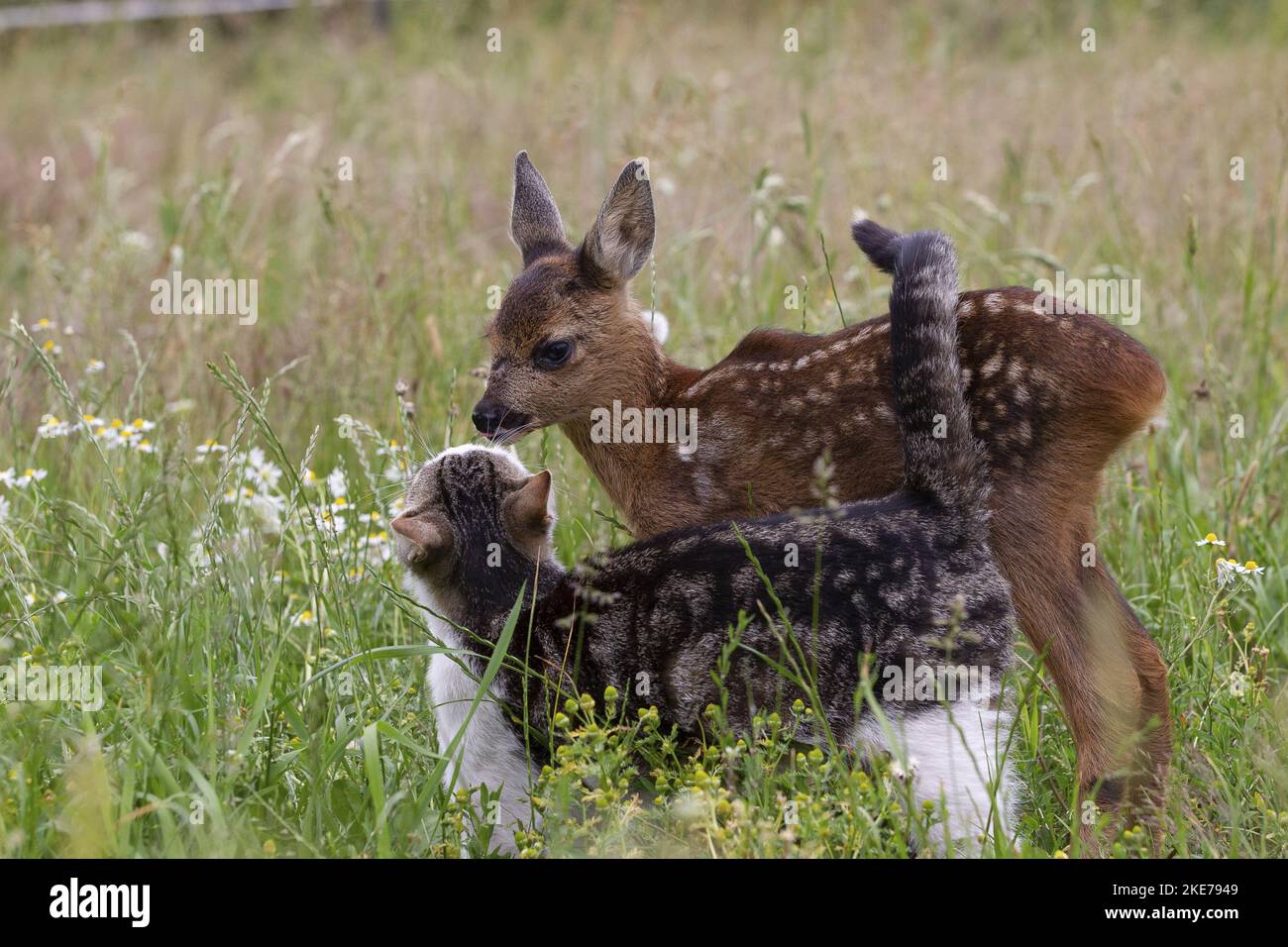 Deer sniffing wild cat hi-res stock photography and images - Alamy