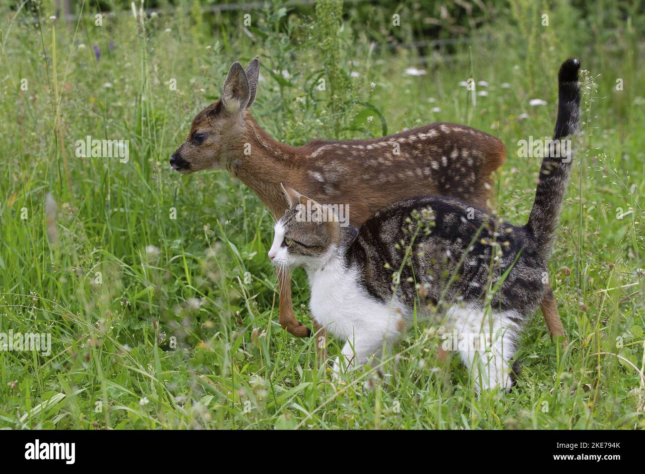 Profile of fawns hi-res stock photography and images - Alamy