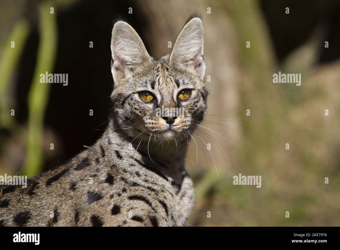Savannah cat f1 hi-res stock photography and images - Alamy