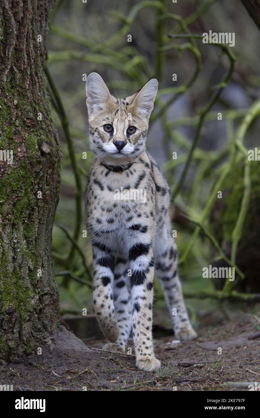 Serval cat tree hi-res stock photography and images - Alamy