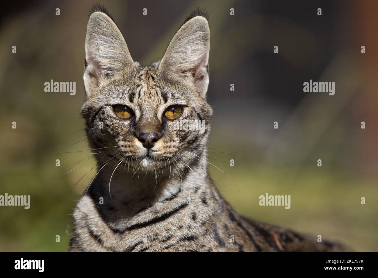 Savannah F1 Generation Stock Photo - Alamy
