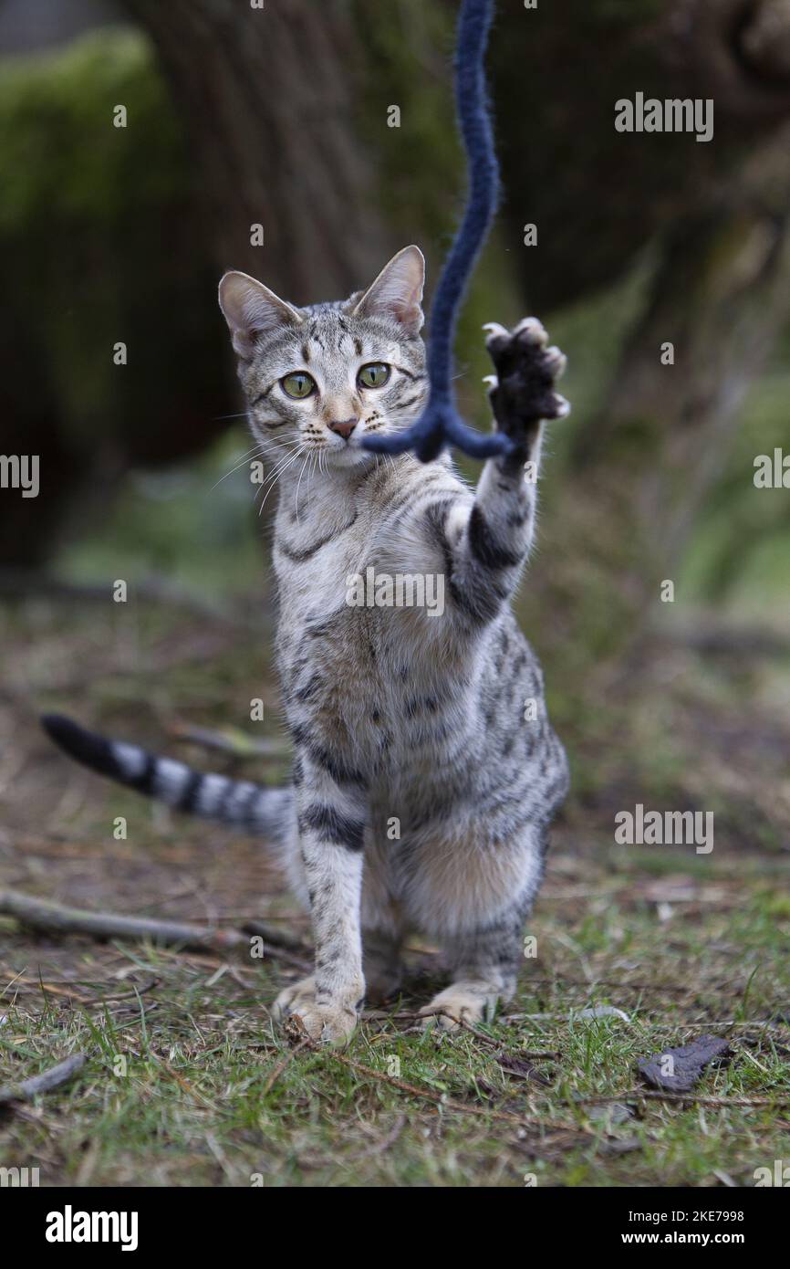 Savannah F2 Generation Stock Photo - Alamy