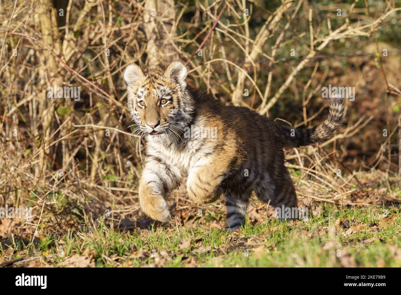 running Tiger cub Stock Photo - Alamy