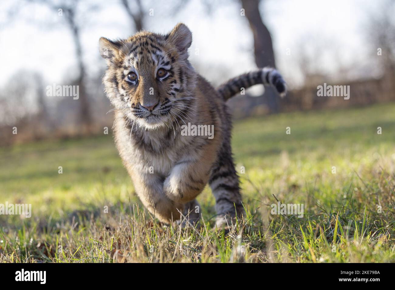 running Tiger cub Stock Photo - Alamy