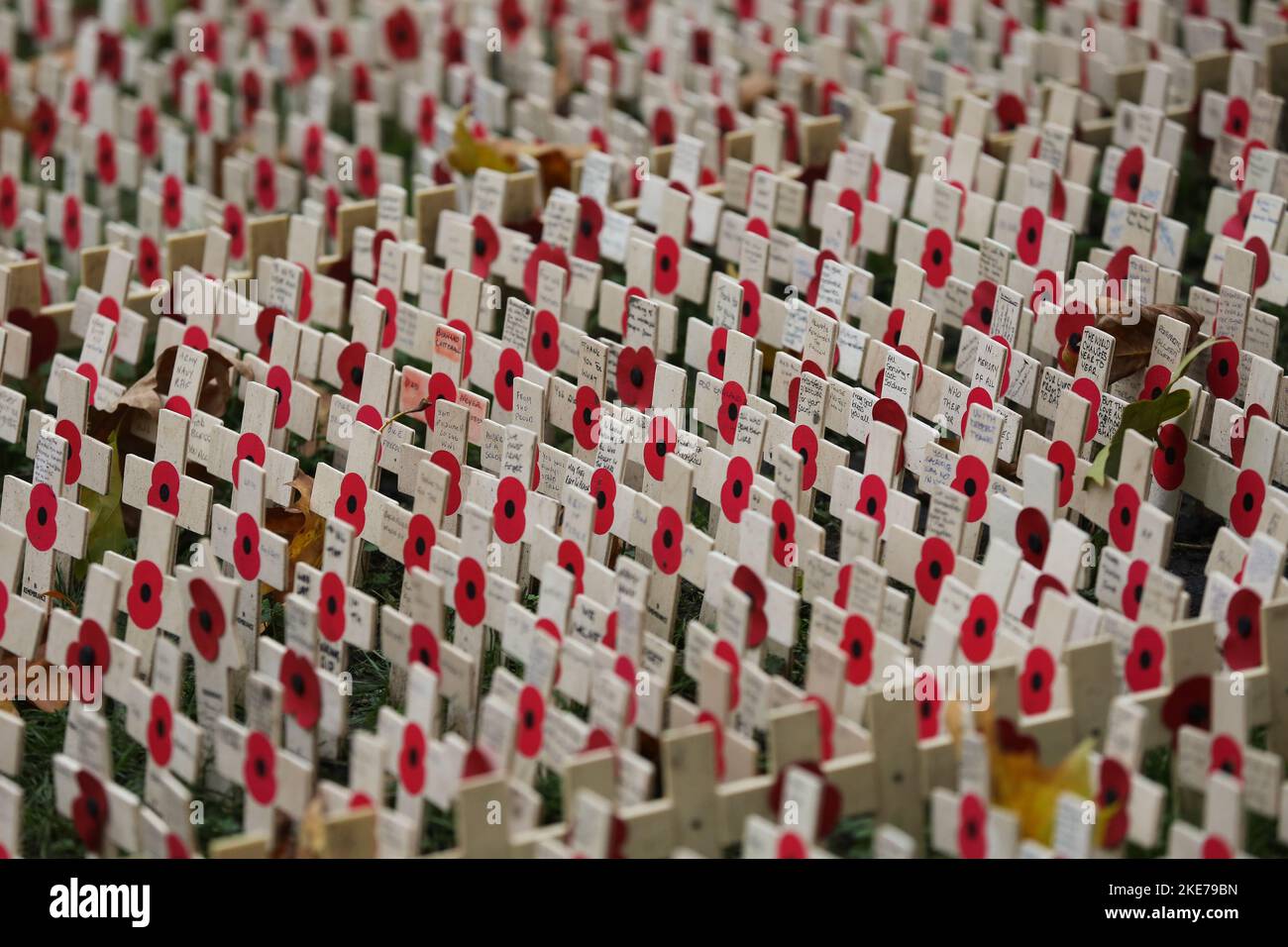 Crosses with poppies laid by Poppy Factory at the Field of Remembrance ...