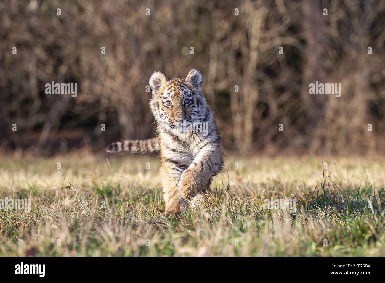 running Tiger cub Stock Photo - Alamy