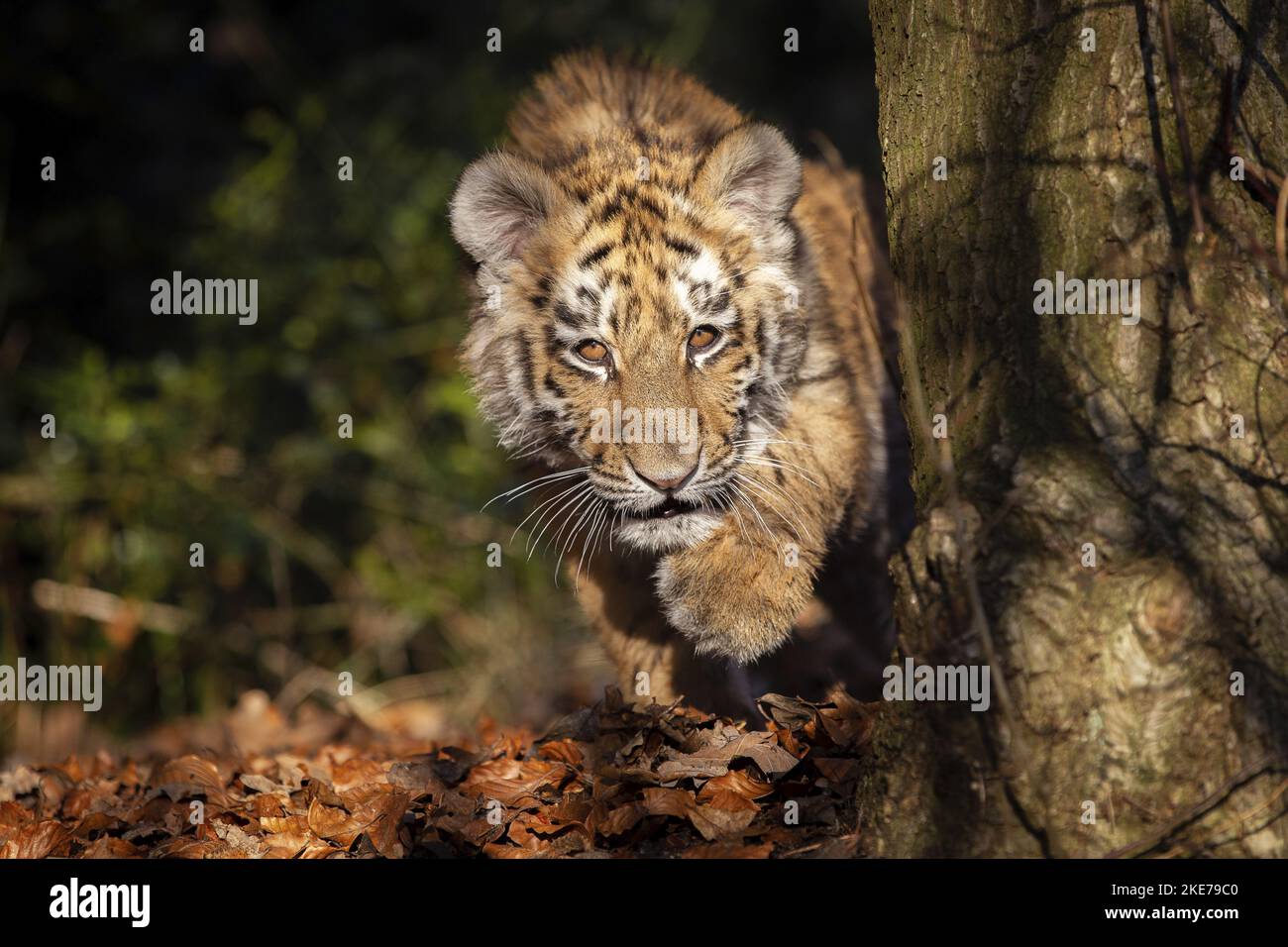Young tiger cub walk hi-res stock photography and images - Alamy
