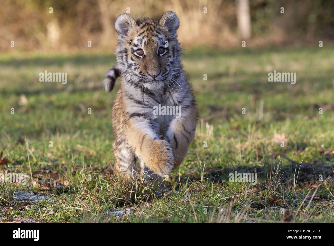 running Tiger cub Stock Photo - Alamy