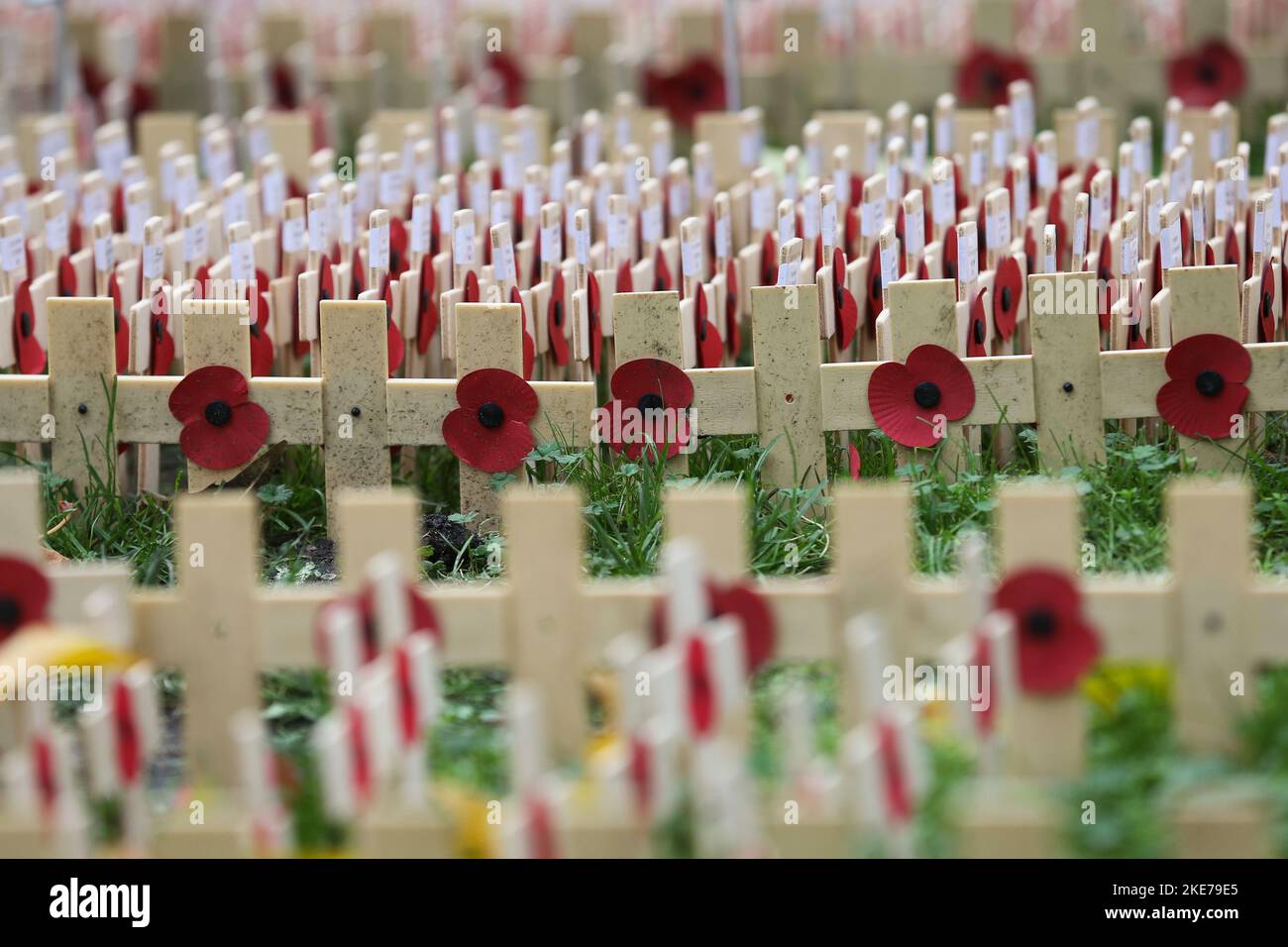 Crosses with poppies laid by Poppy Factory at the Field of Remembrance ...