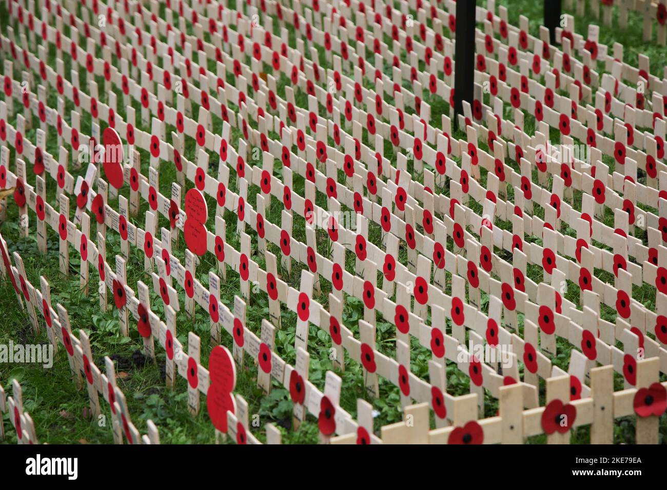 Crosses with poppies laid by Poppy Factory at the Field of Remembrance ...