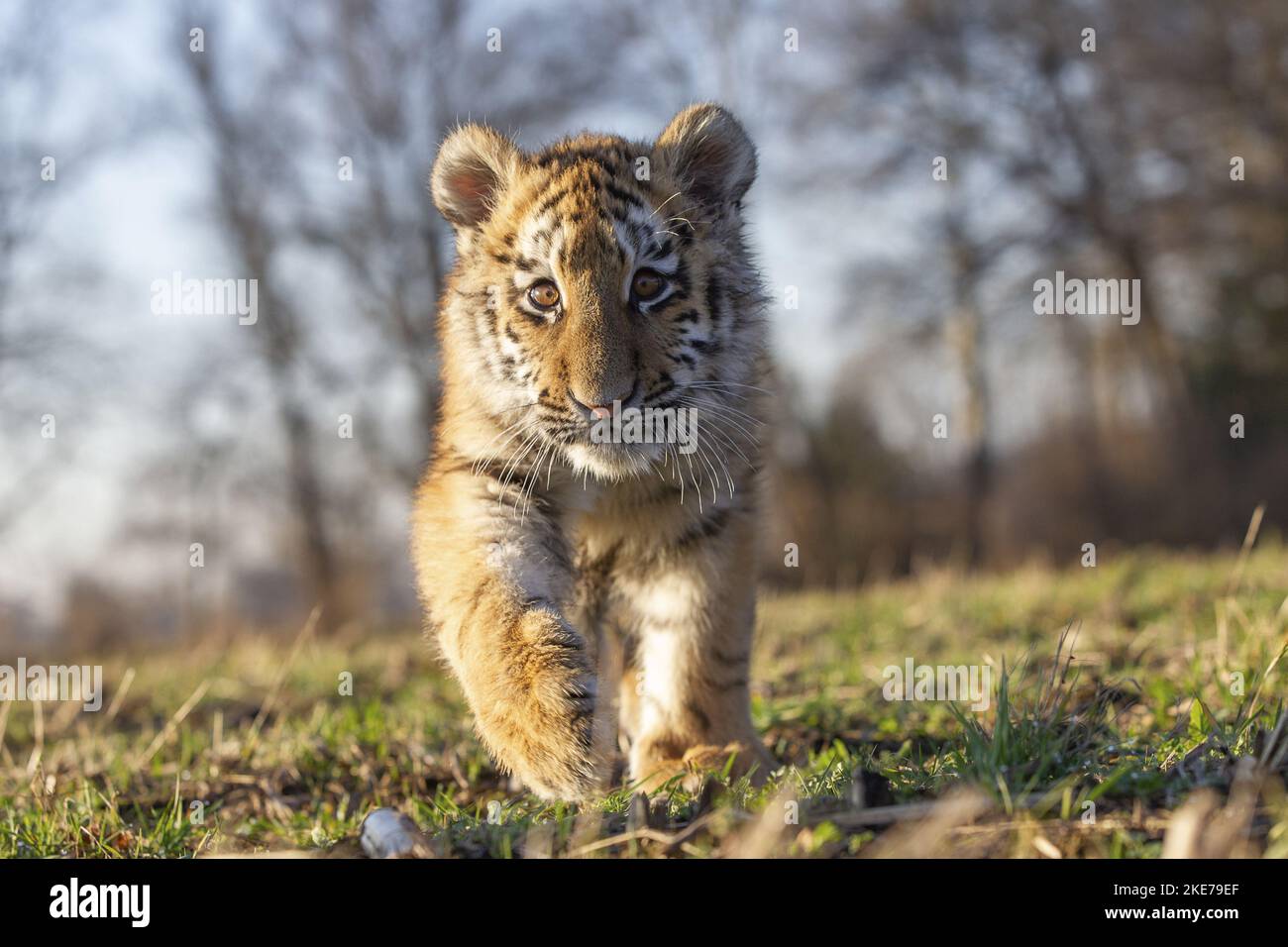 running tiger cub Stock Photo - Alamy