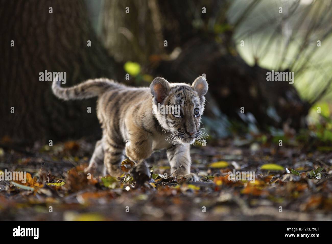 running tiger cub Stock Photo - Alamy