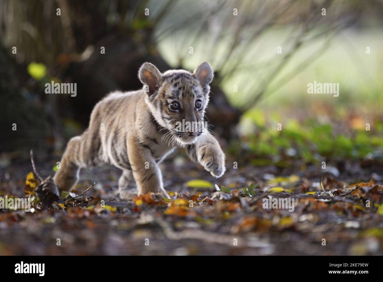 Young tiger cub walk hi-res stock photography and images - Alamy