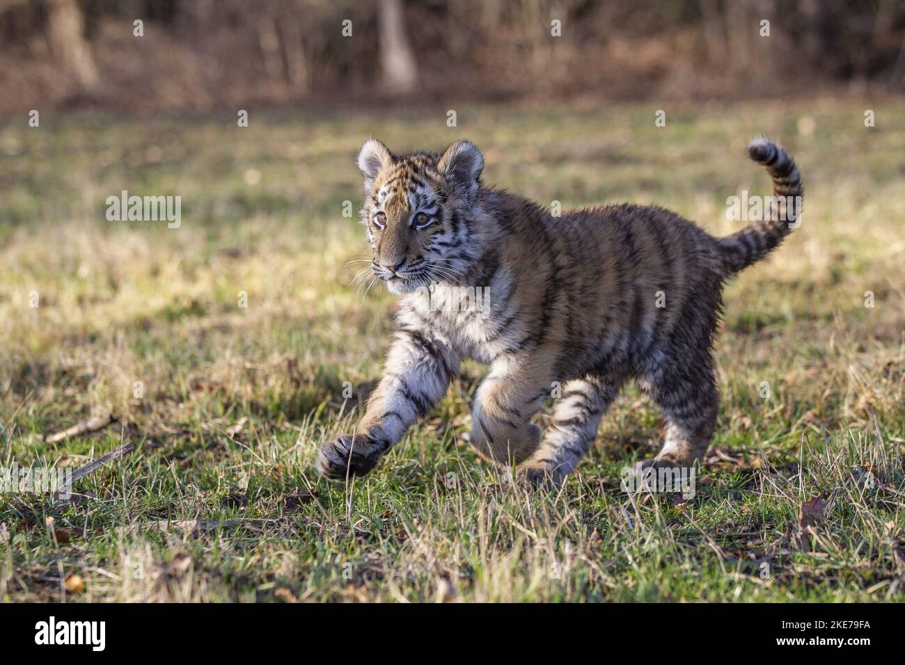 running Tiger cub Stock Photo - Alamy