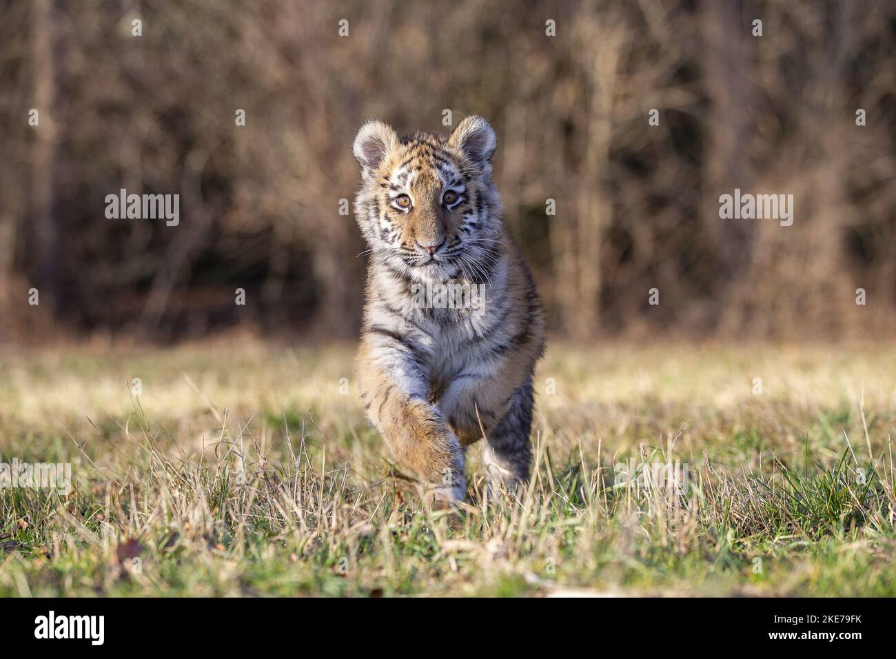 running Tiger cub Stock Photo - Alamy