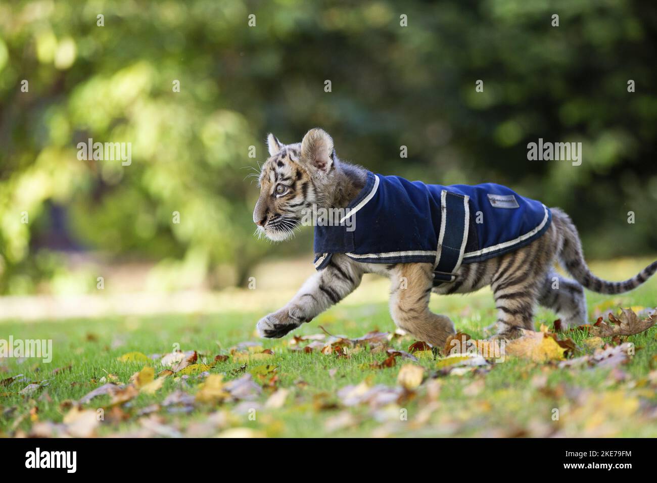 running Tiger cub Stock Photo - Alamy
