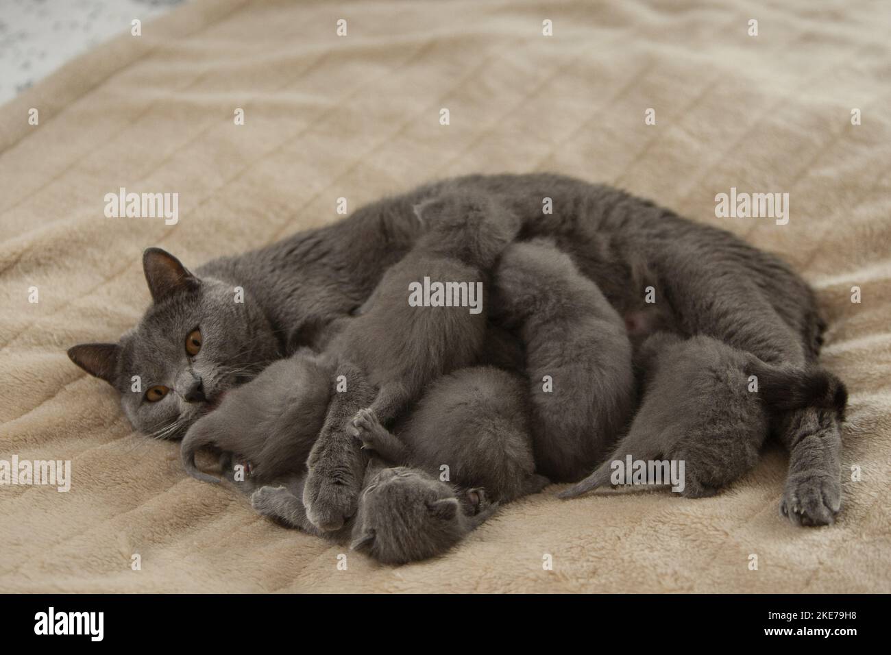 Chartreux kittens drink at mother Stock Photo - Alamy