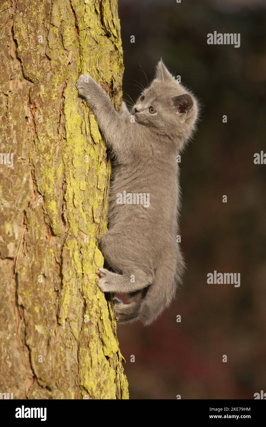 Kittens climbing trees hi-res stock photography and images - Alamy