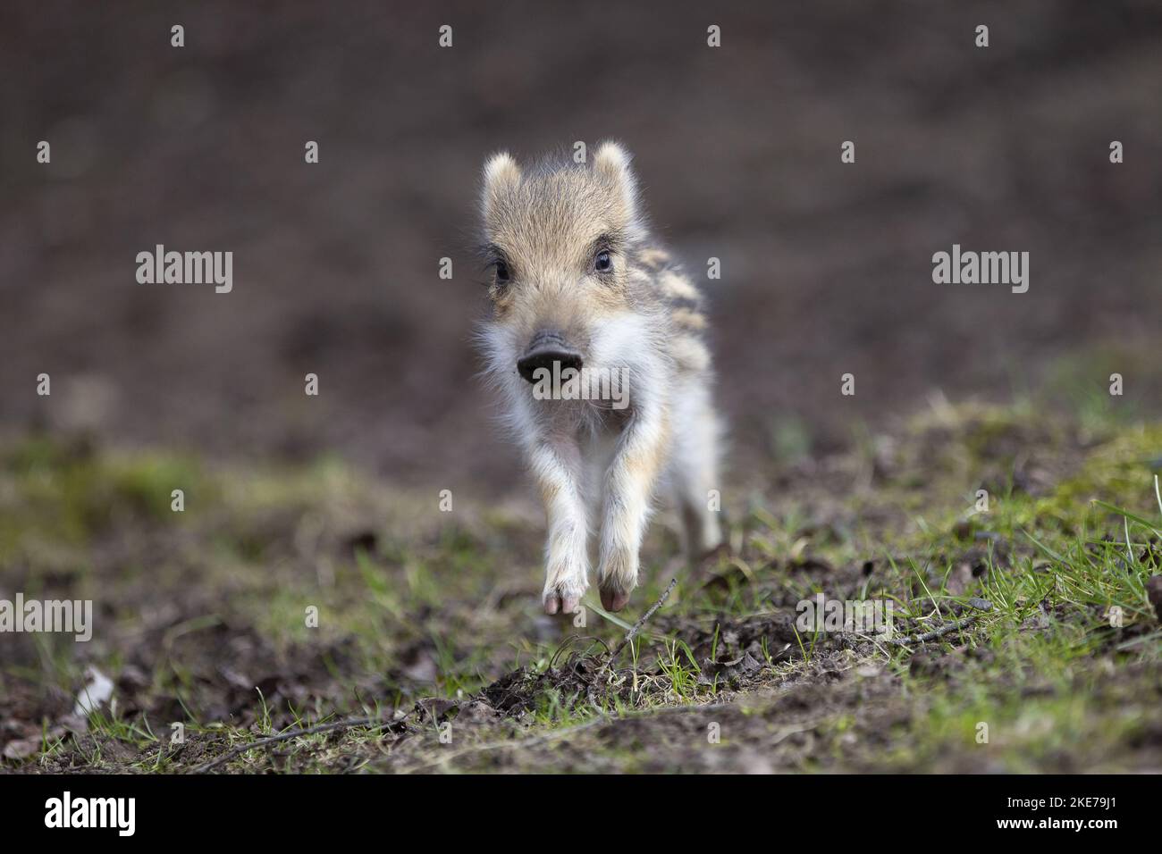 Running shoat hi-res stock photography and images - Alamy