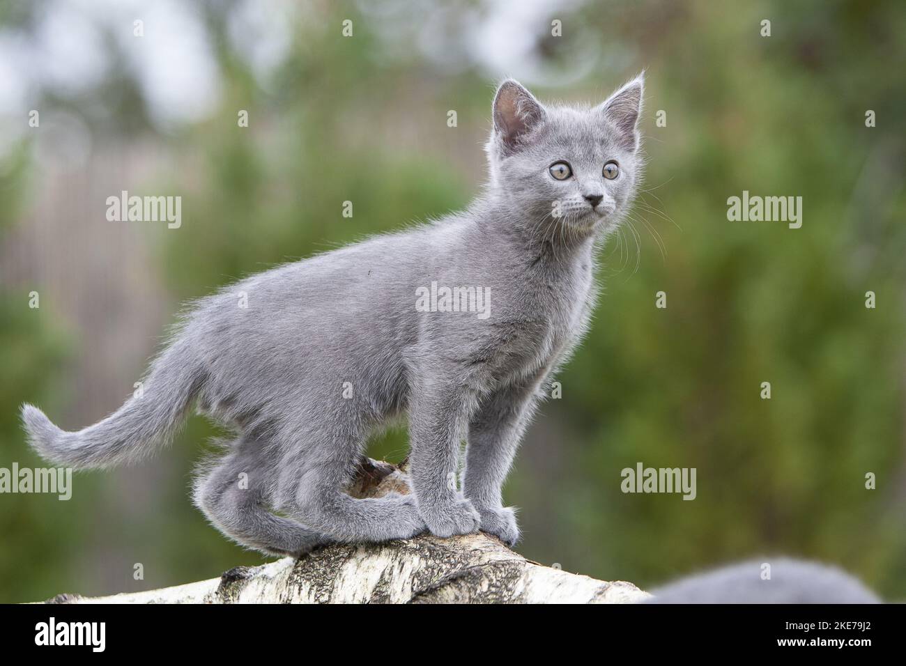 Chartreux house cat hi-res stock photography and images - Alamy