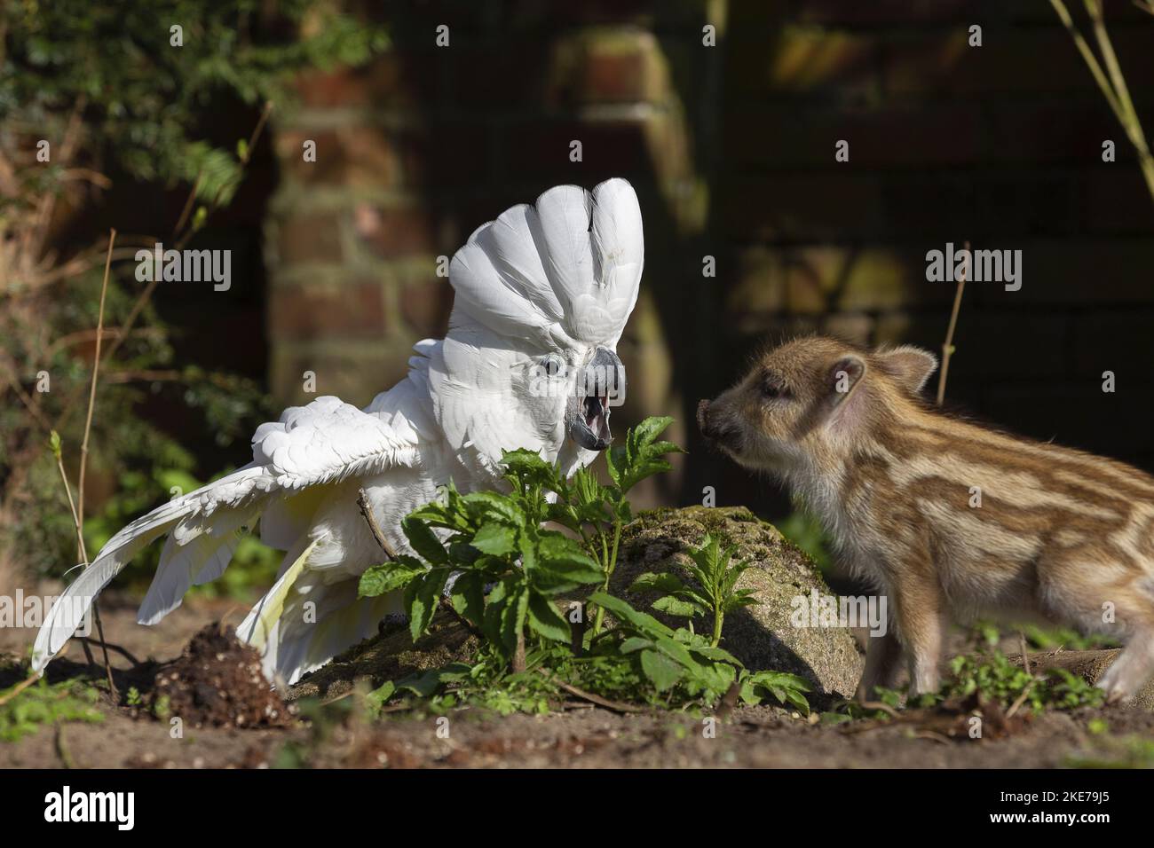 Friends shouting standing hi-res stock photography and images - Alamy
