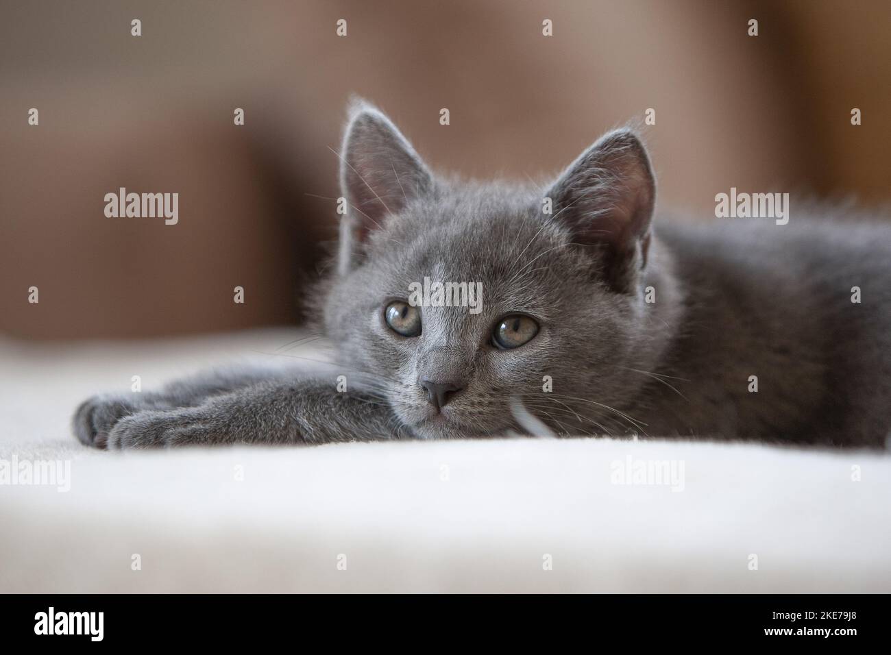 Chartreux house cat hi-res stock photography and images - Alamy