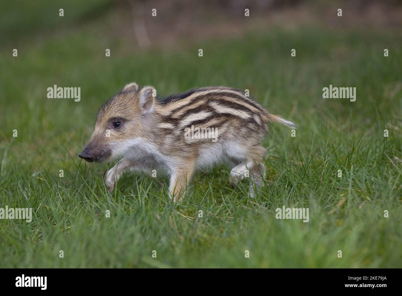 Running shoat hi-res stock photography and images - Alamy