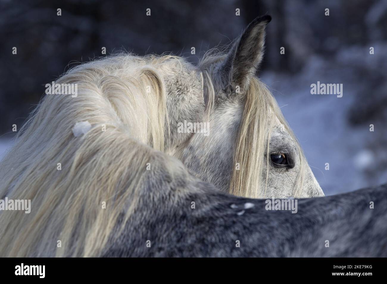 Lipizzaner cross hi-res stock photography and images - Alamy