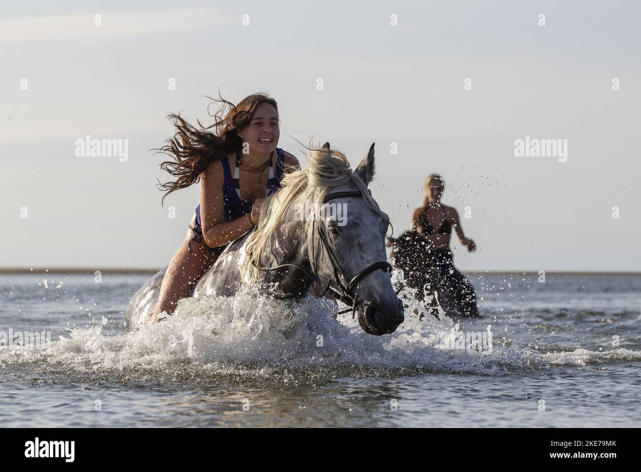woman and Lipizzaner-Cross in the water Stock Photo - Alamy