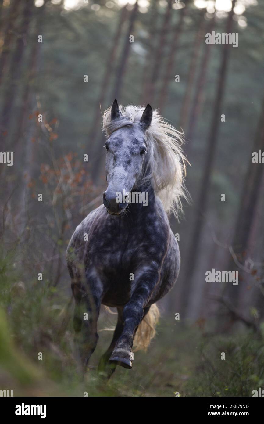 Lipizzaner cross hi-res stock photography and images - Alamy