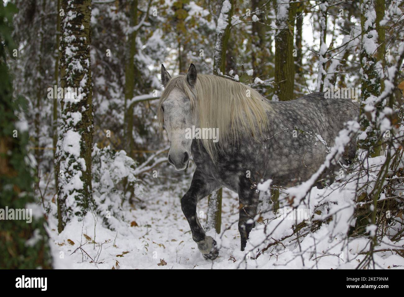 Lipizzaner-Cross in the snow Stock Photo - Alamy