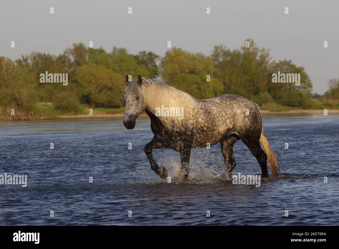Lipizzaner cross hi-res stock photography and images - Alamy