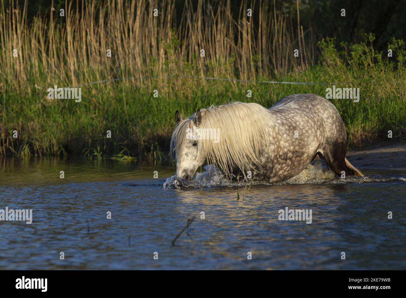 Lipizzaner cross hi-res stock photography and images - Alamy