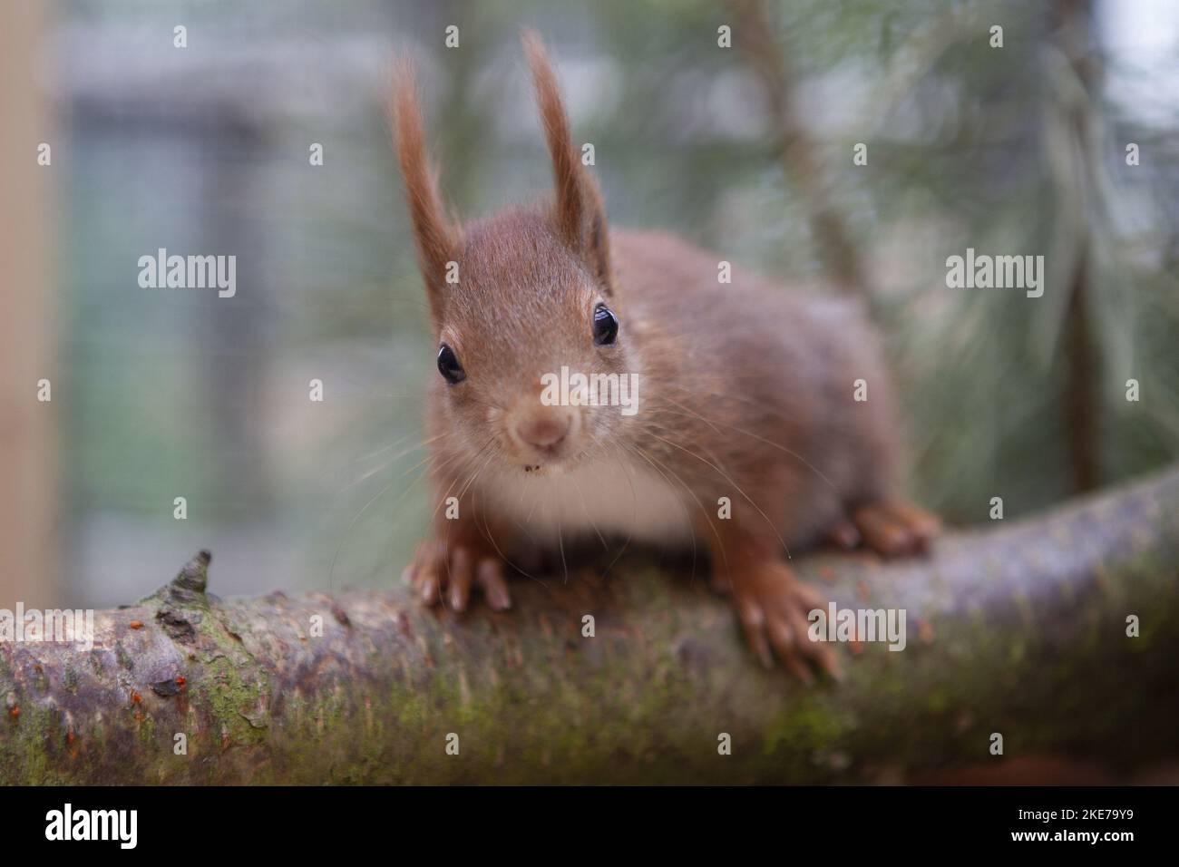 Squirrel in enclosure Stock Photo - Alamy